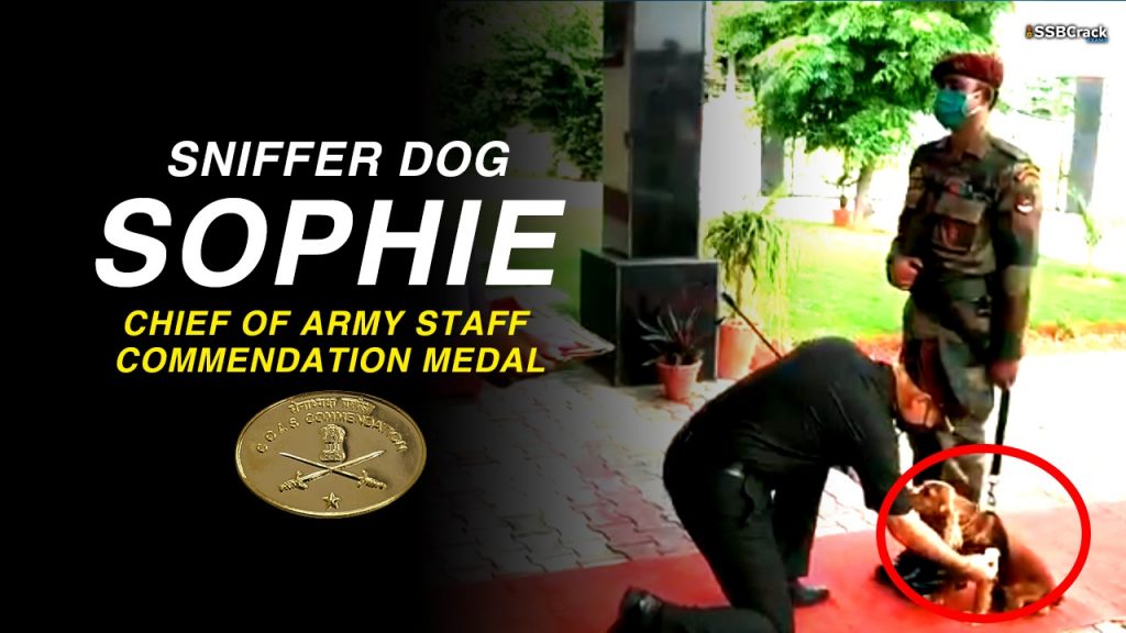 Indian Army Dogs Vida and Sophie get Chief of Army Staff 'Commendation ...