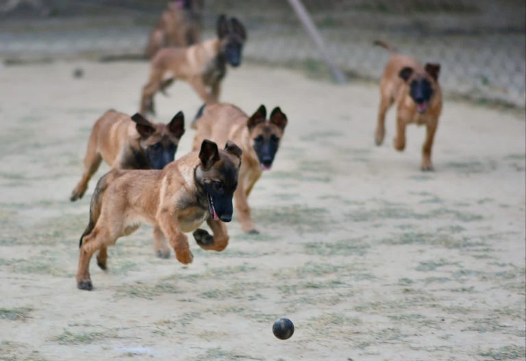 10 Facts about the Indian Army's Dog Unit