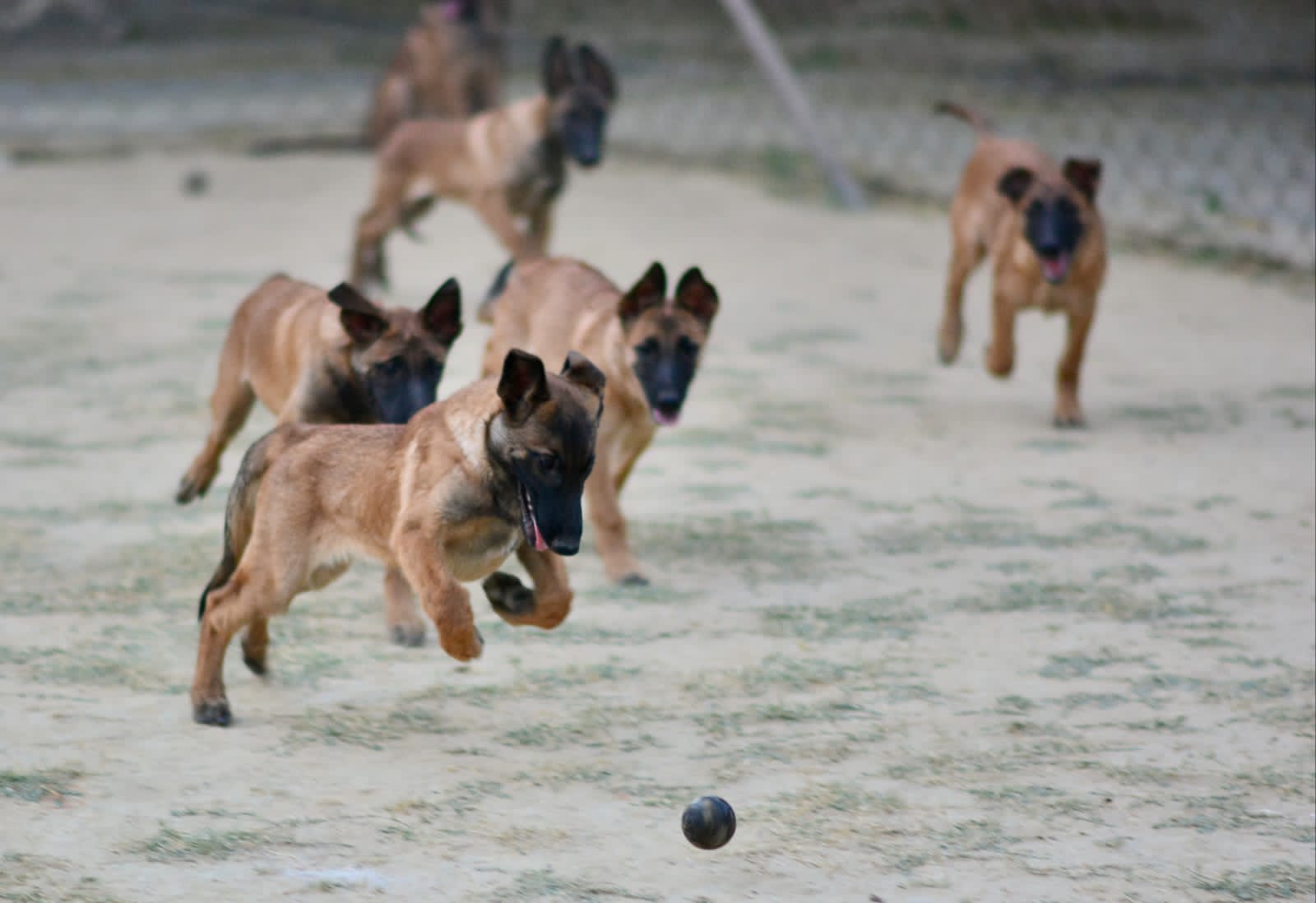 10 Facts about the Indian Army's Dog Unit