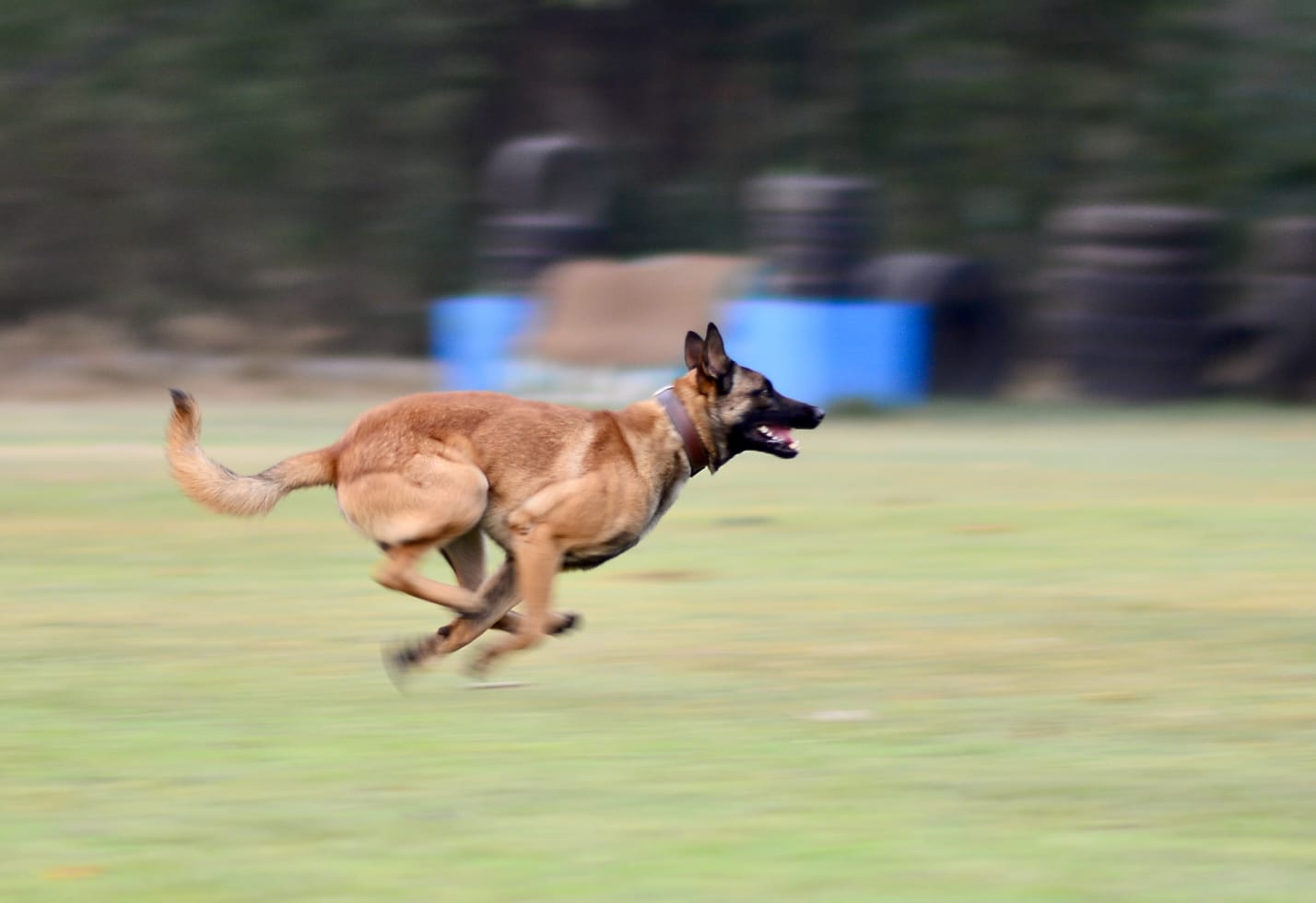 10 Facts about the Indian Army's Dog Unit