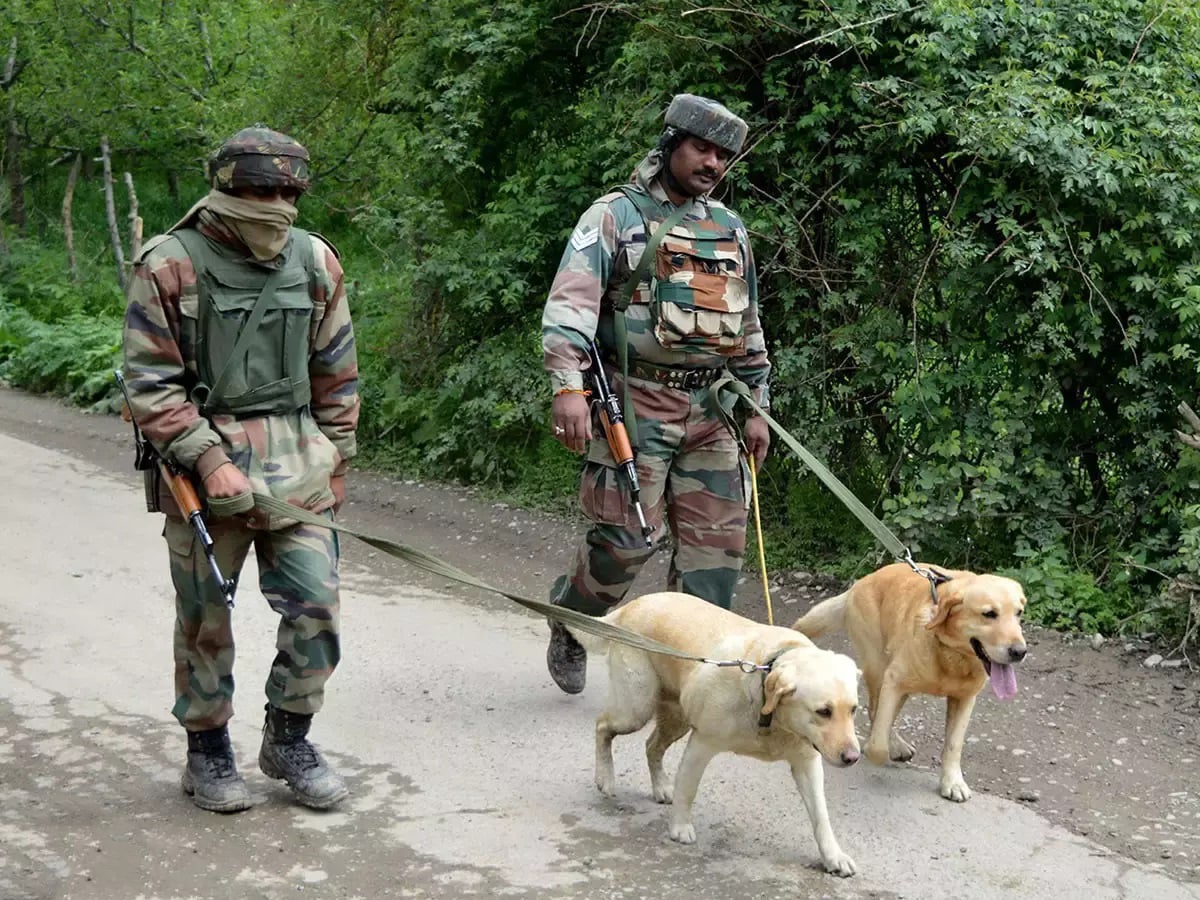 All you need to know about Indian Army Mine Detection Dogs