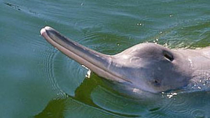 India Conducts First Ever Ganges River Dolphin Tagging In Assam